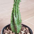 COMENTARIOS RECIENTES