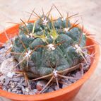 COMENTARIOS RECIENTES