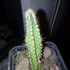 COMENTARIOS RECIENTES