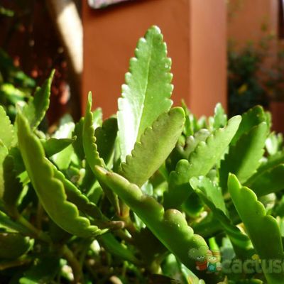 Kalanchoe miniata