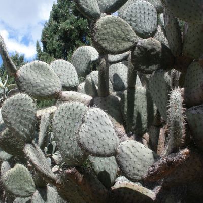 Opuntia streptacantha