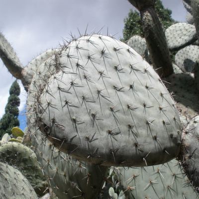 Opuntia streptacantha