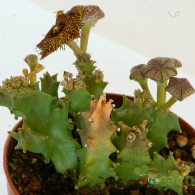 Caralluma crenulata x hexagona