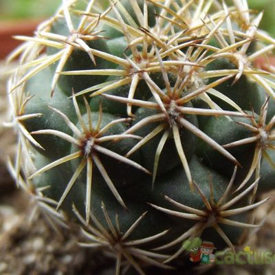 Coryphantha compacta