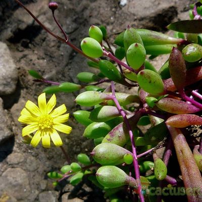 Othonna capensis | cactuseros.com